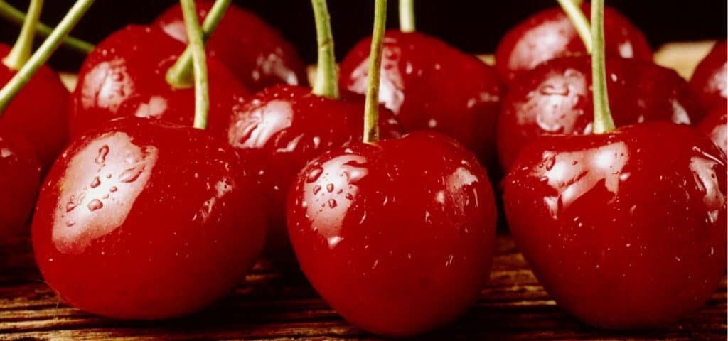 GUINDO: características, taxonomía, madera y más