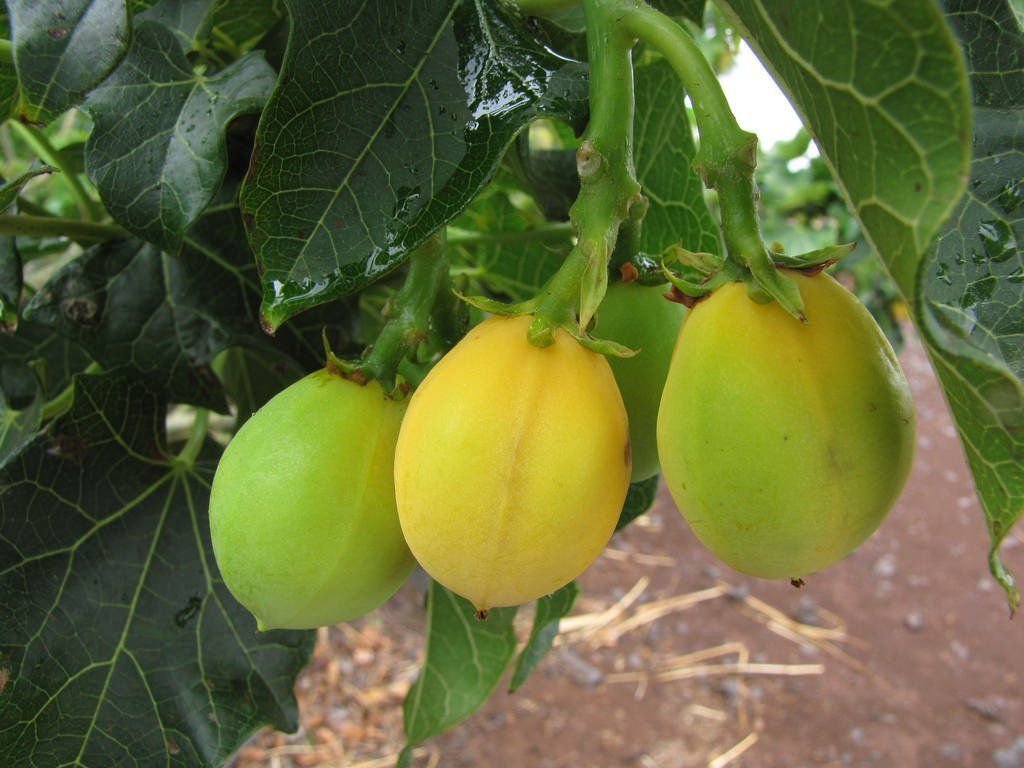 La JATROPHA CURCAS: historia, propiedades, usos, importancia y más.