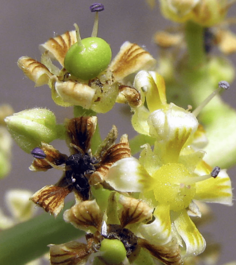 Mangifera: propiedades, taxonomía, hábitat, especies y más