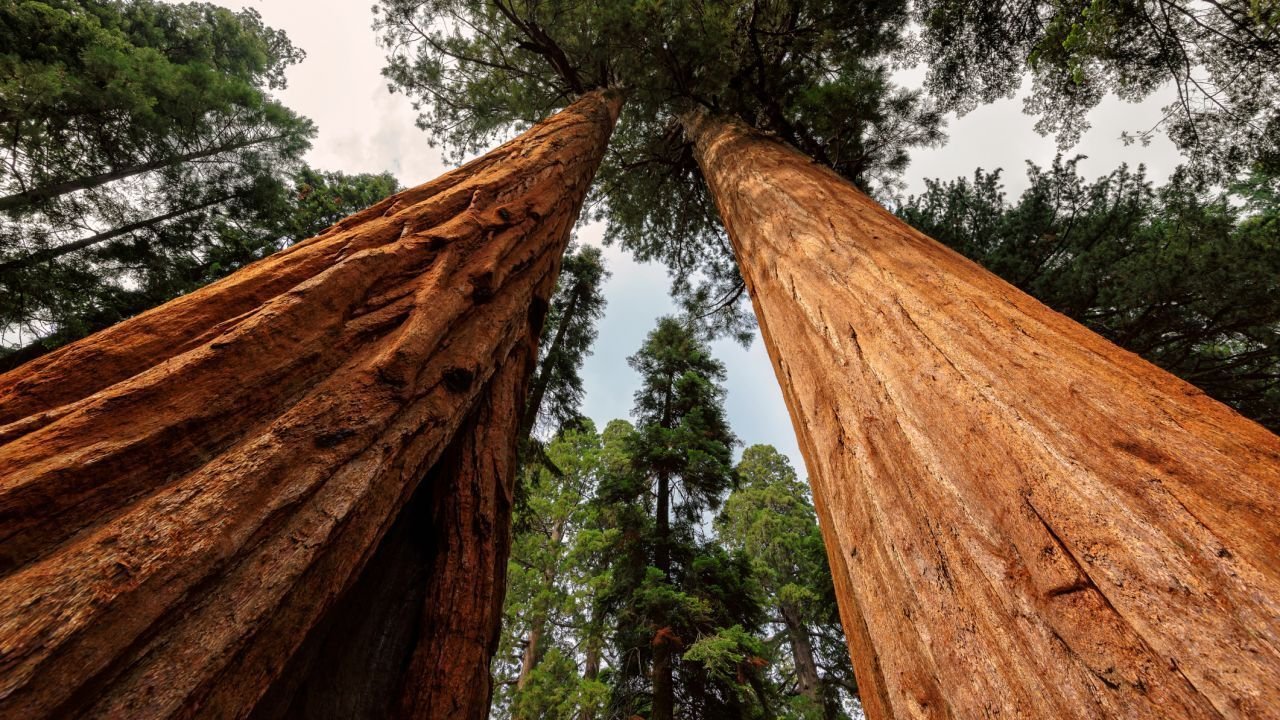 Secuoya Gigante: origen, características, semillas, altura y más.