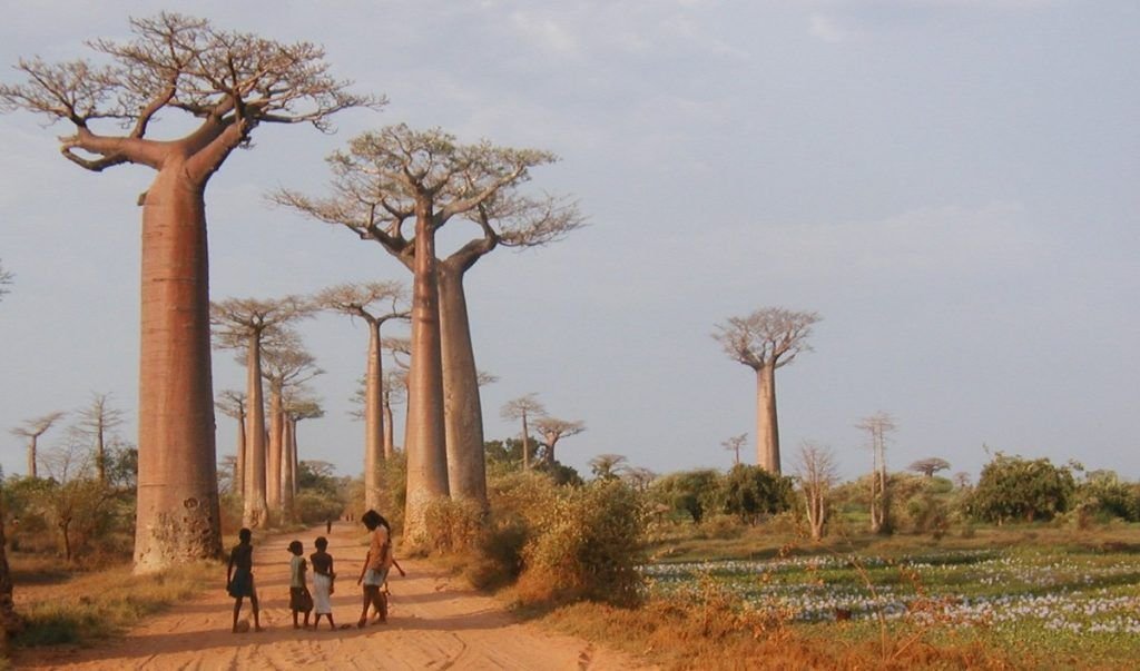 Aprende todo sobre la famosa ADANSONIA DIGITATA