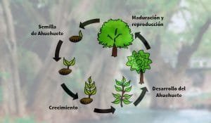 AHUEHUETE características, propiedades, crecimiento, cuidados y más