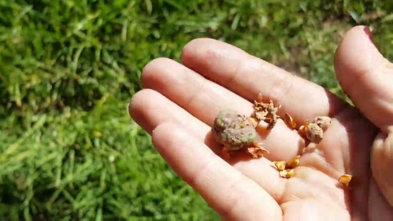 AHUEHUETE características, propiedades, crecimiento, cuidados y más