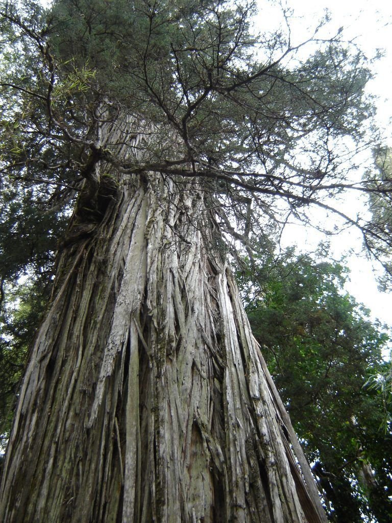 ALERCE: características, propiedades, madera y mucho más