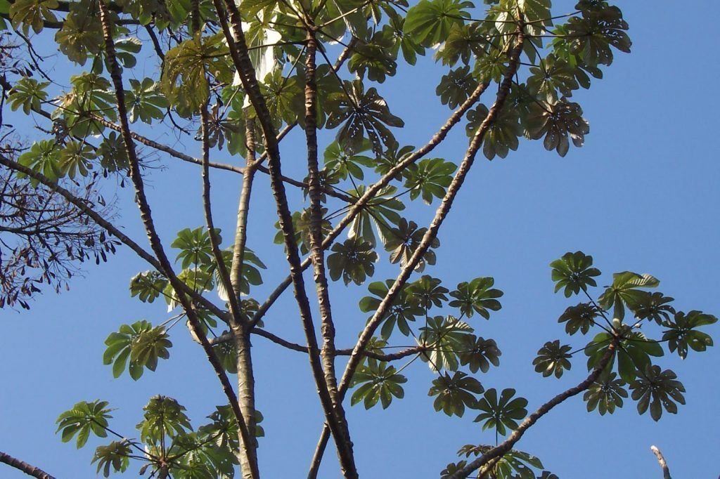 AMBAY: ¿Qué es?, Origen, taxonomía, características y mucho más