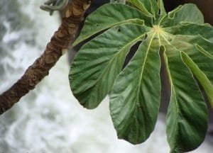 AMBAY: ¿Qué es?, Origen, taxonomía, características y mucho más