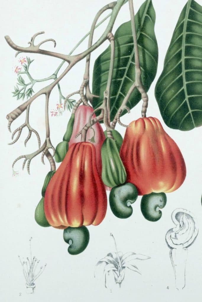 ANACARDO: propiedades, cultivo, crecimiento, beneficios, y mucho más