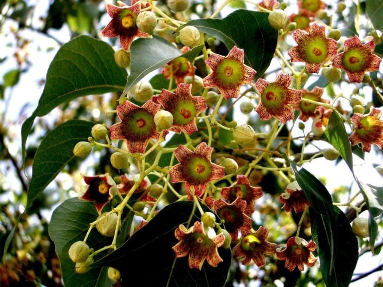 ÁRBOL BOTELLA: Descubre todo sobre esta especie tan particular