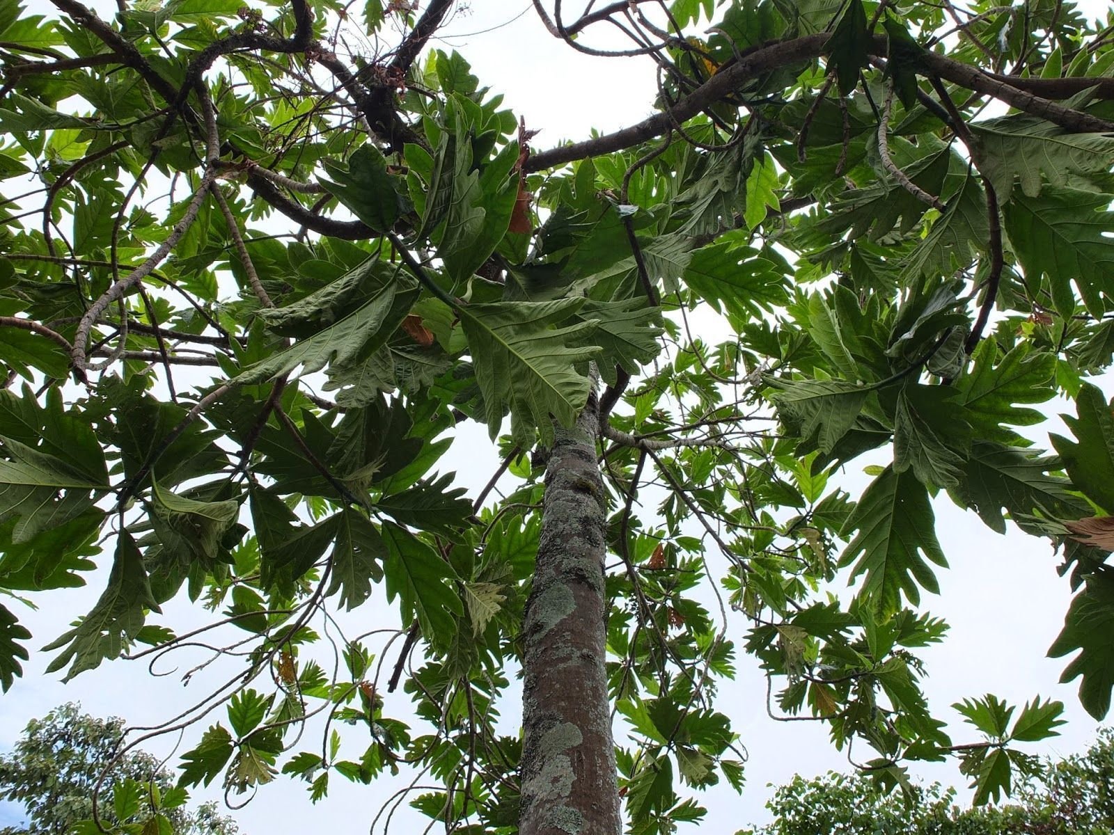ÁRBOL DEL PAN características, propiedades, fruto y mucho más