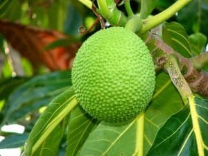 ÁRBOL DEL PAN características, propiedades, fruto y mucho más