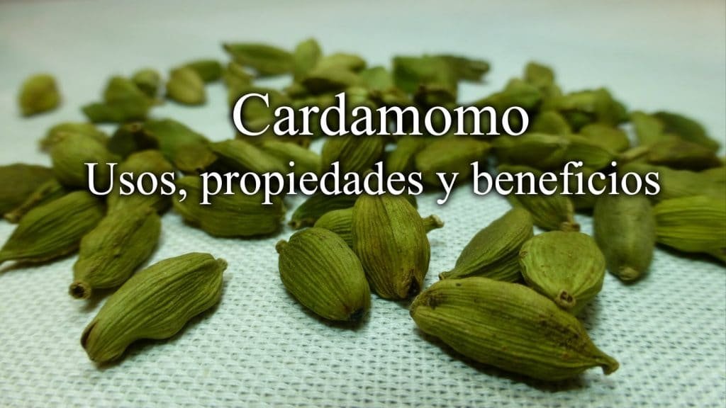 CARDAMOMO: Historia, nombre cienrífico, significado y mucho más