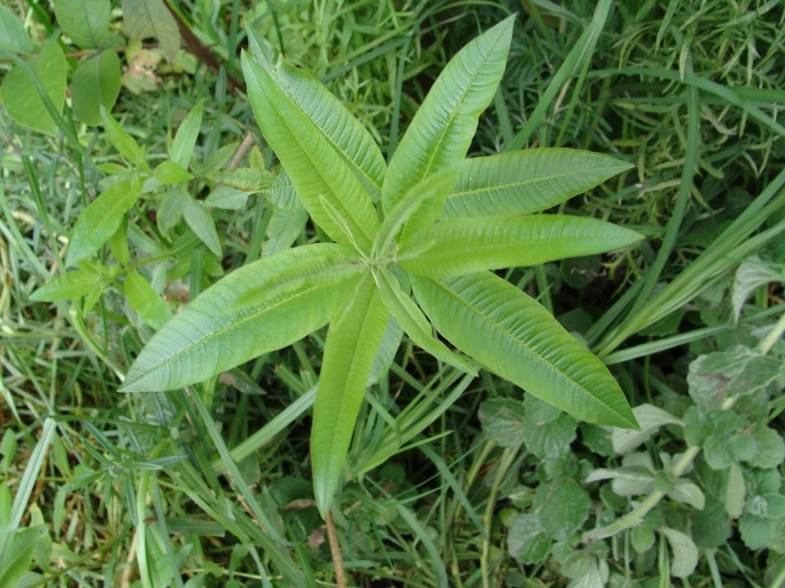 CEDRÓN: ¿Qué es? origen, taxonomía, descripción y mucho más