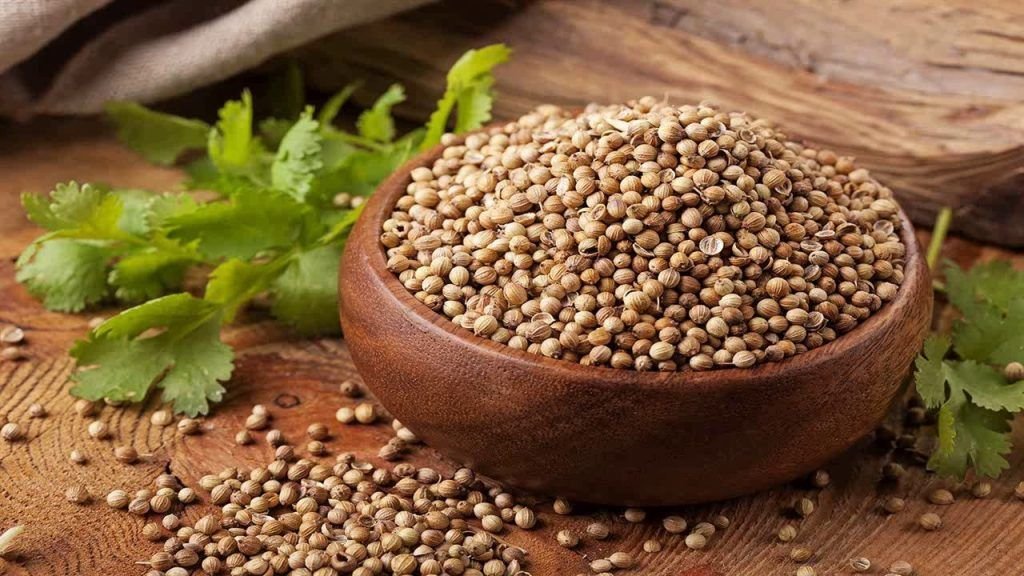 CILANTRO: historia, origen, taxonomía, características y mucho más