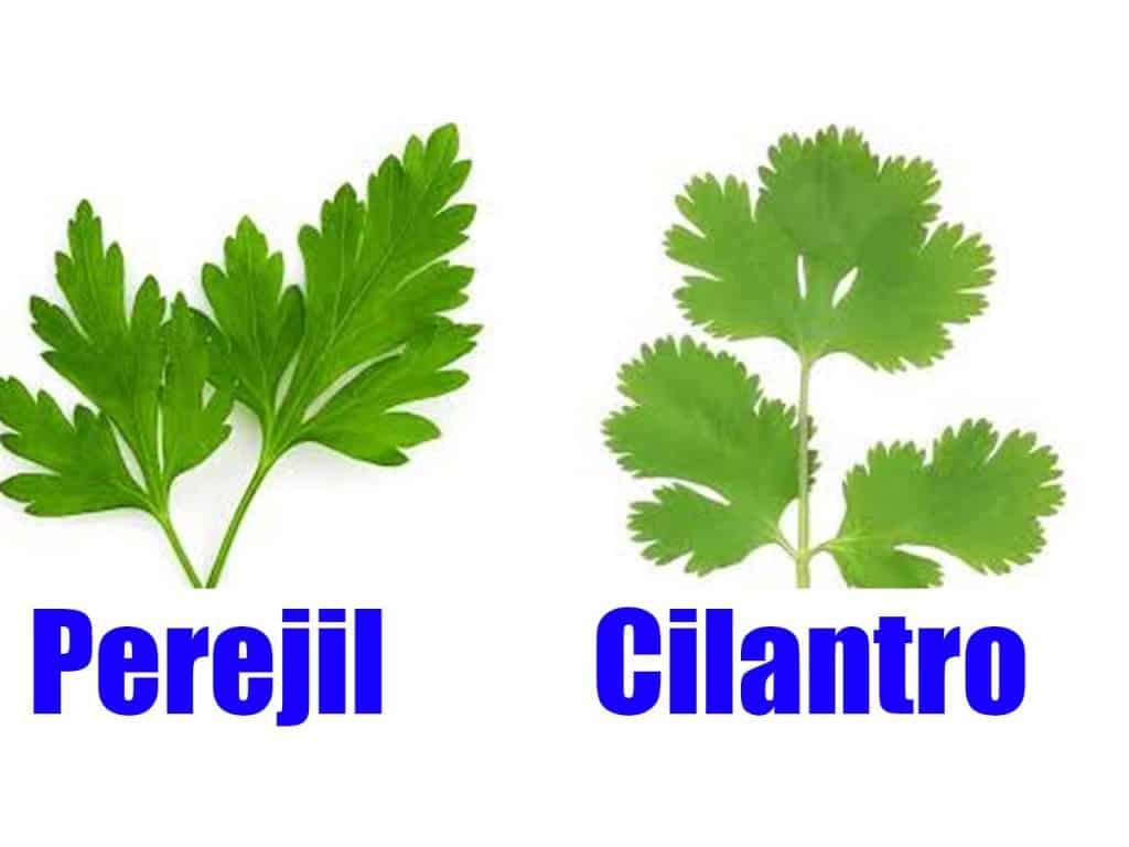 CILANTRO: historia, origen, taxonomía, características y mucho más