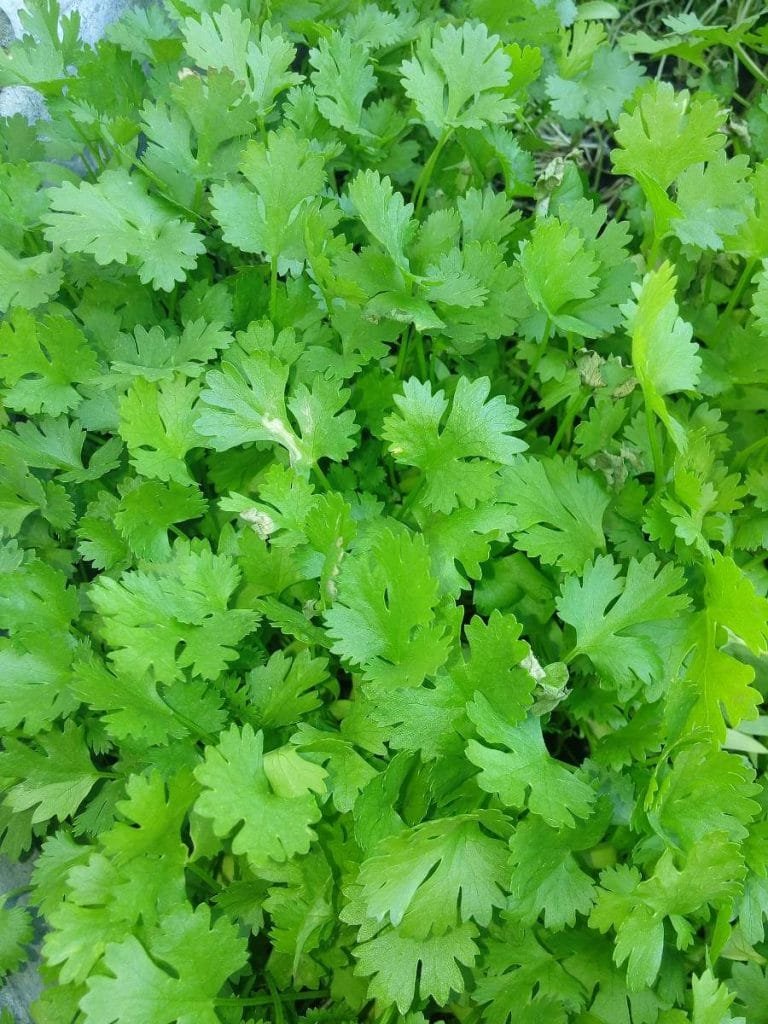 CILANTRO: historia, origen, taxonomía, características y mucho más