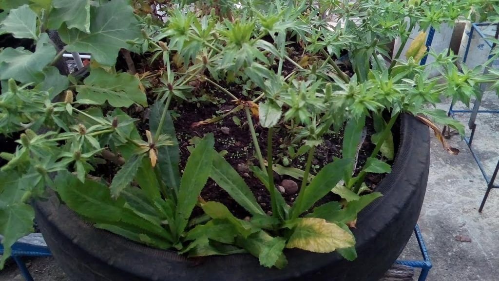 CILANTRO: historia, origen, taxonomía, características y mucho más