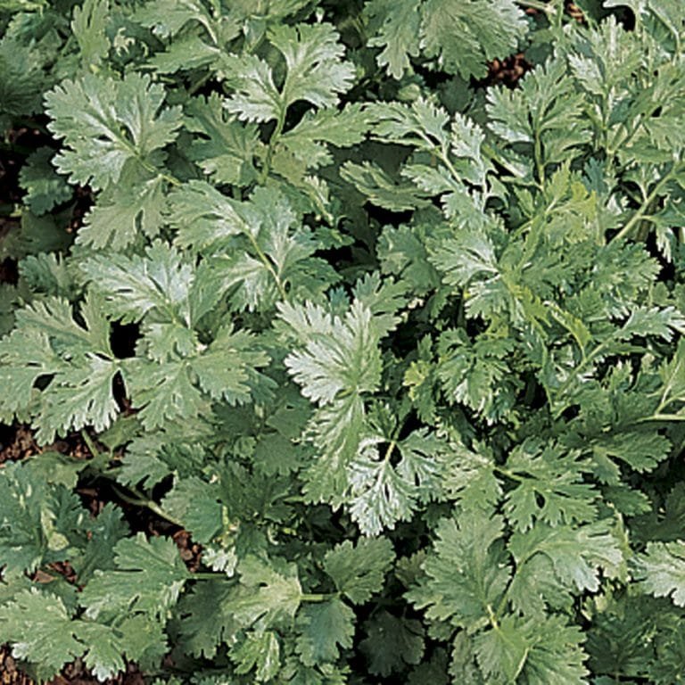 CILANTRO: historia, origen, taxonomía, características y mucho más