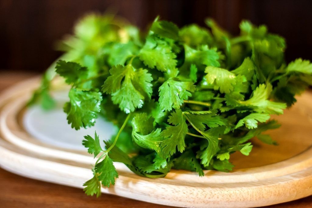 CILANTRO: historia, origen, taxonomía, características y mucho más