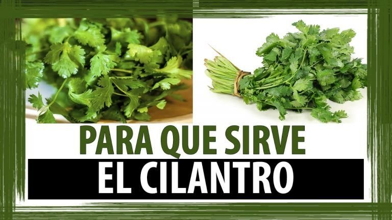 CILANTRO: historia, origen, taxonomía, características y mucho más