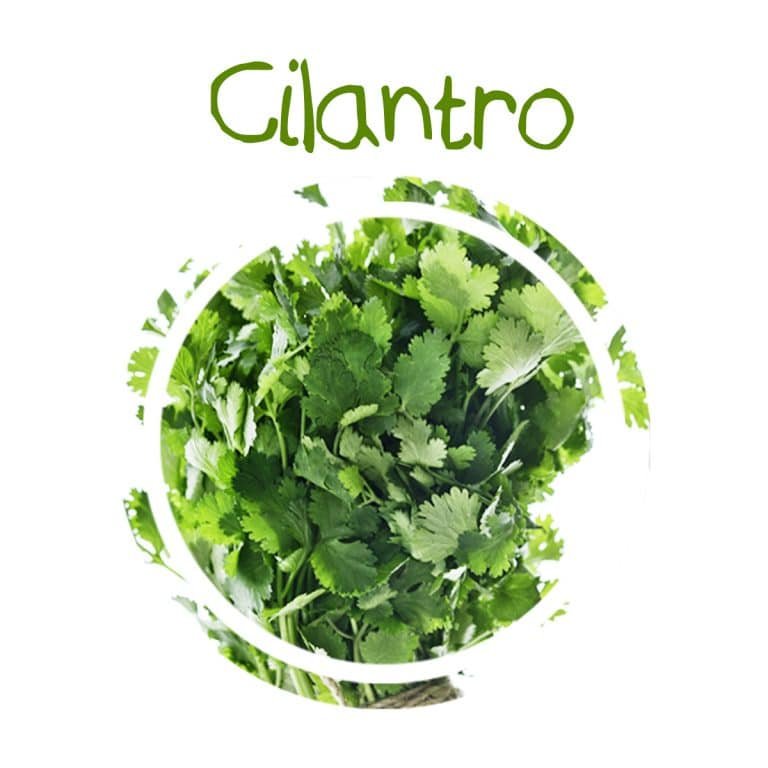 CILANTRO: historia, origen, taxonomía, características y mucho más