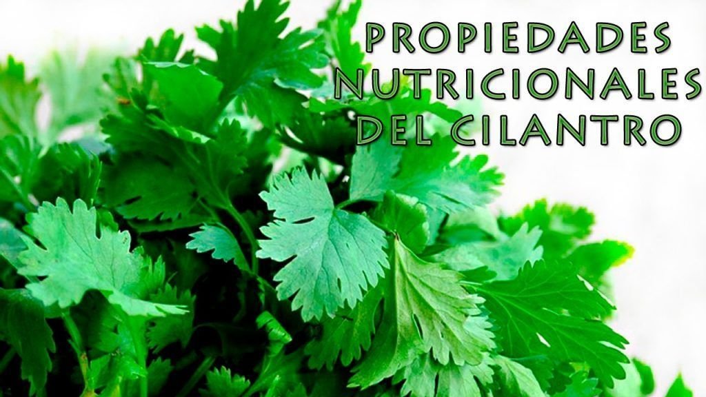 CILANTRO: historia, origen, taxonomía, características y mucho más