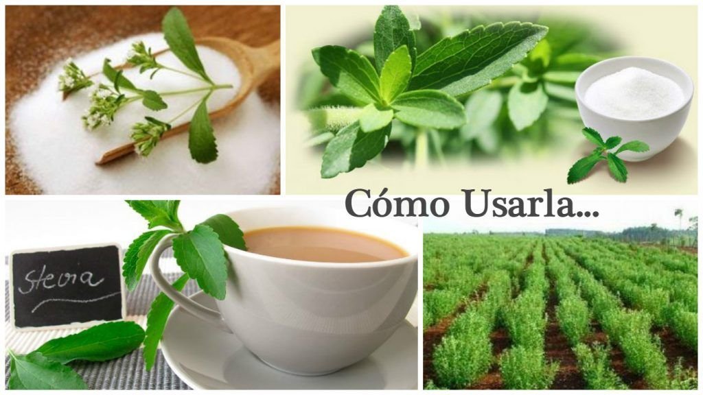 STEVIA: ¿qué es? origen, taxonomía, características y mucho más