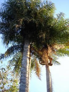 COROZO: propiedades, beneficios, fruta, variedades y más