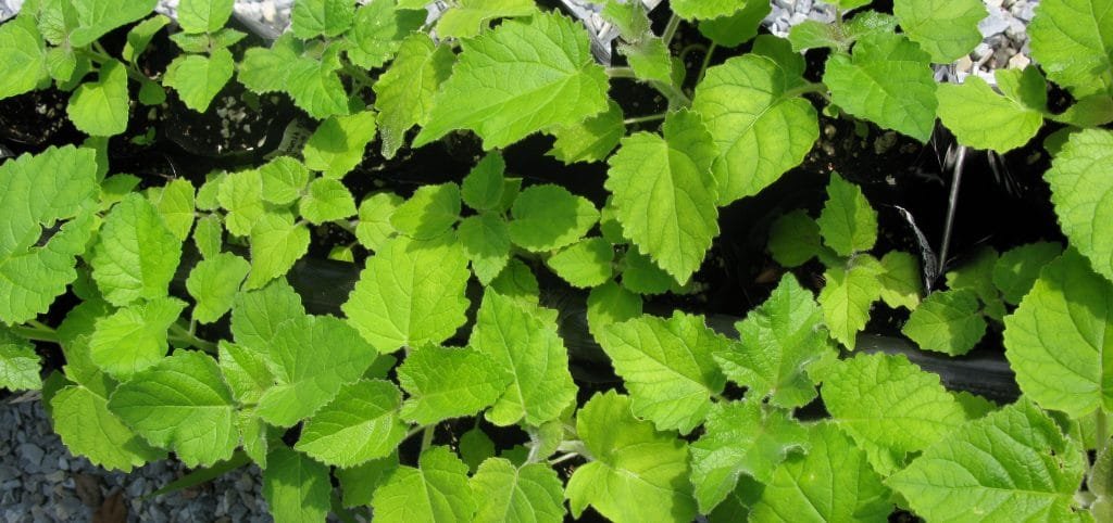 Descubre el PAULOWNIA ELONGATA y la calidad de su madera
