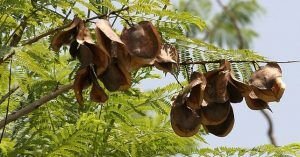 JACARANDA ÁRBOL: origen características cuidados y mucho más