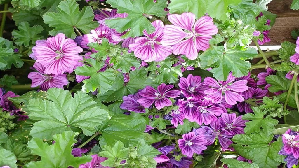 MALVA: origen, taxonomía, características, beneficios y más