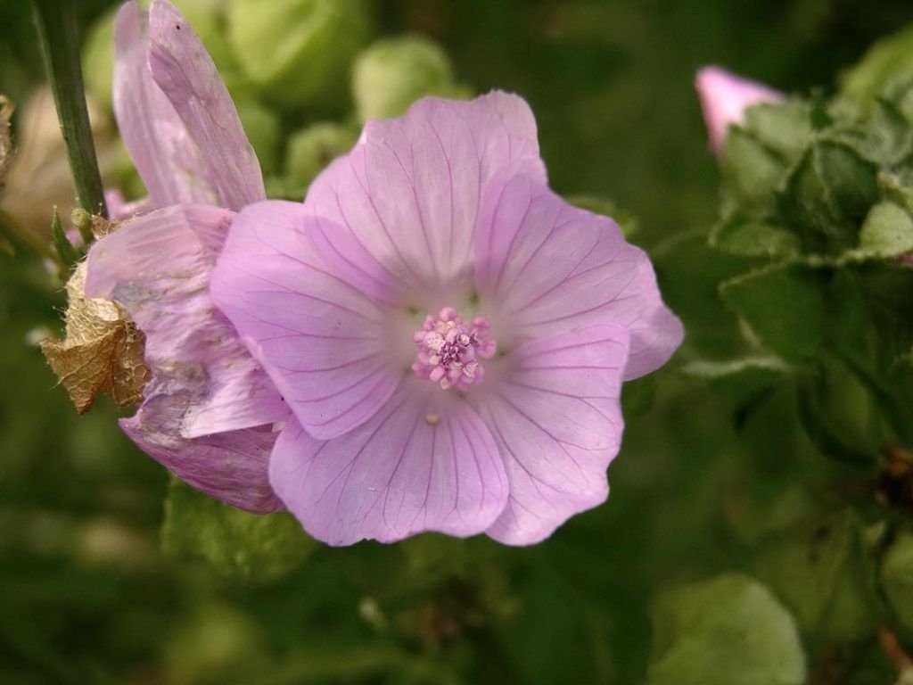 MALVA: origen, taxonomía, características, beneficios y más