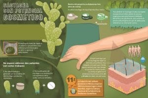 NOPAL: historia, taxonomía, tipos, beneficios y mucho más