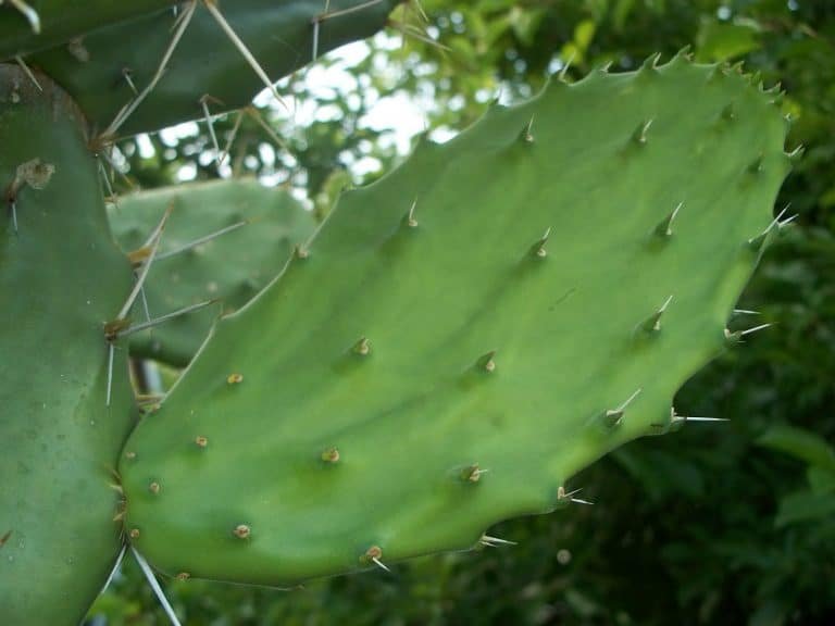 NOPAL: historia, taxonomía, tipos, beneficios y mucho más