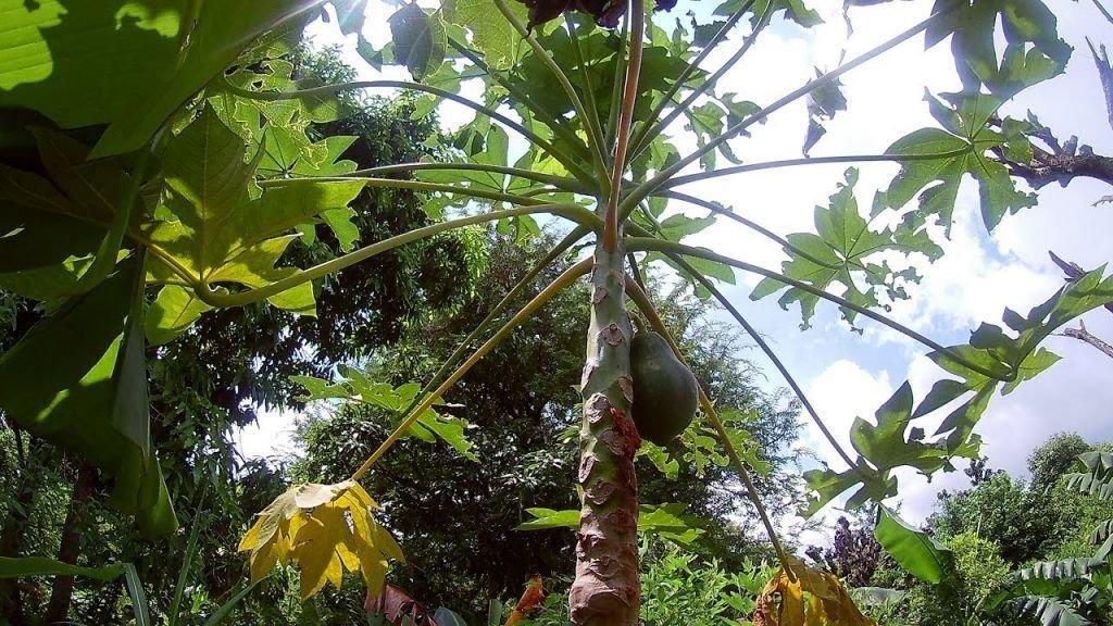 Aprende todo acerca del PAPAYO CHILENO y su fruto