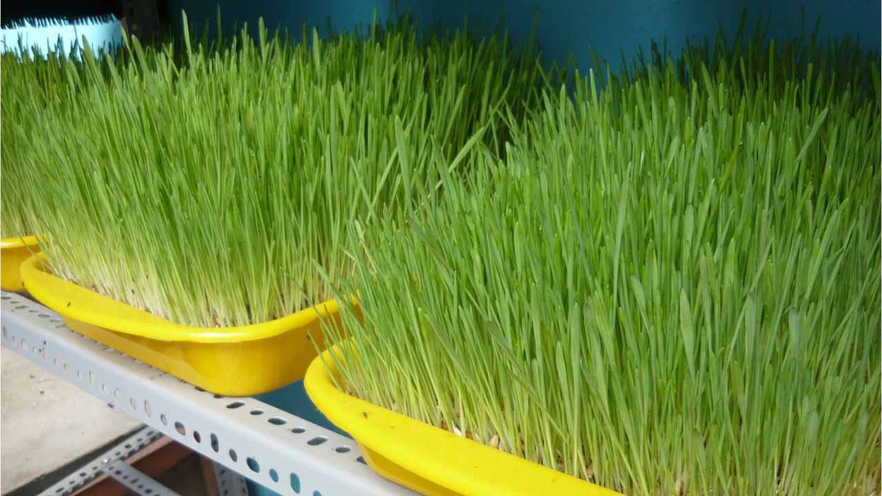 ALPISTE: ¿Qué es? Origen, características, propiedades y mucho más