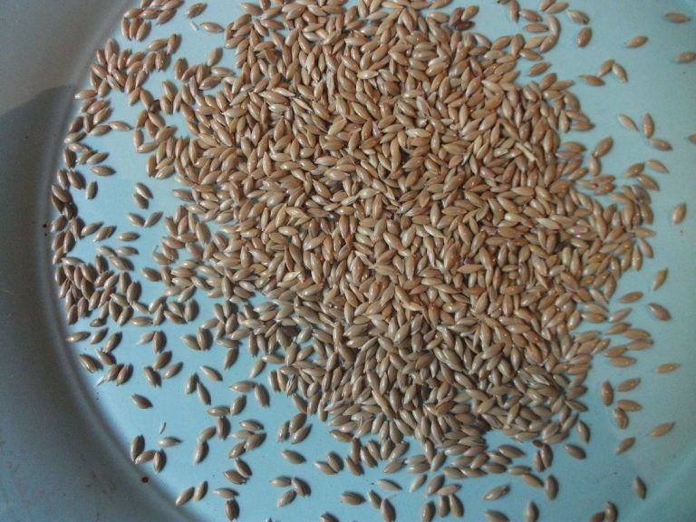 ALPISTE: ¿Qué es? Origen, características, propiedades y mucho más