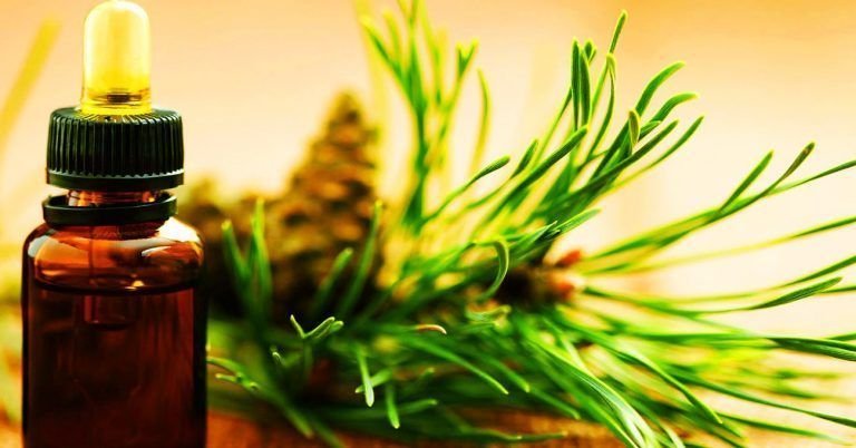 EL PINO: origen, características, propiedades, variedades y mucho más.