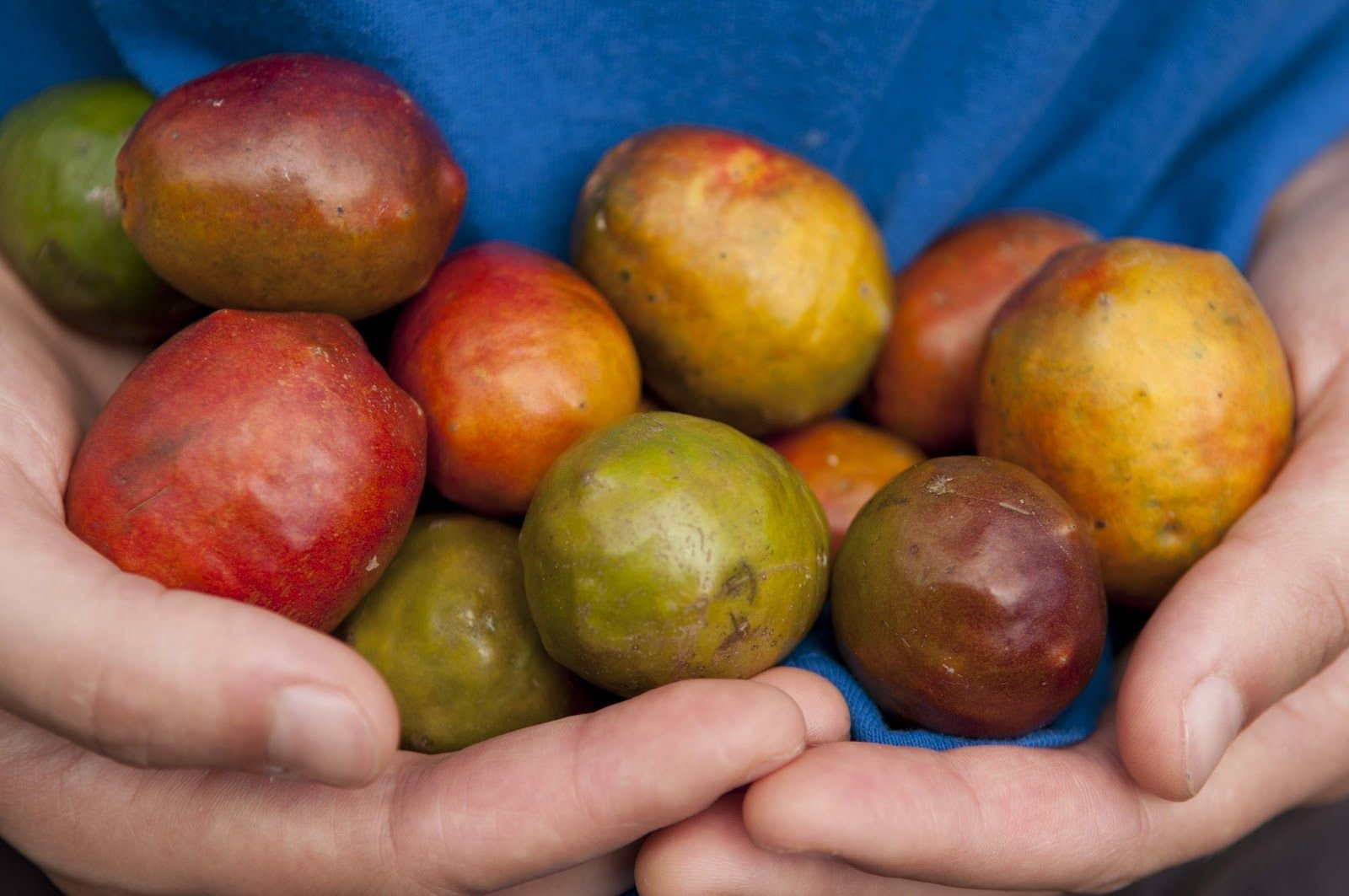 JOCOTE: propiedades, siembra, fruto, calorías y más