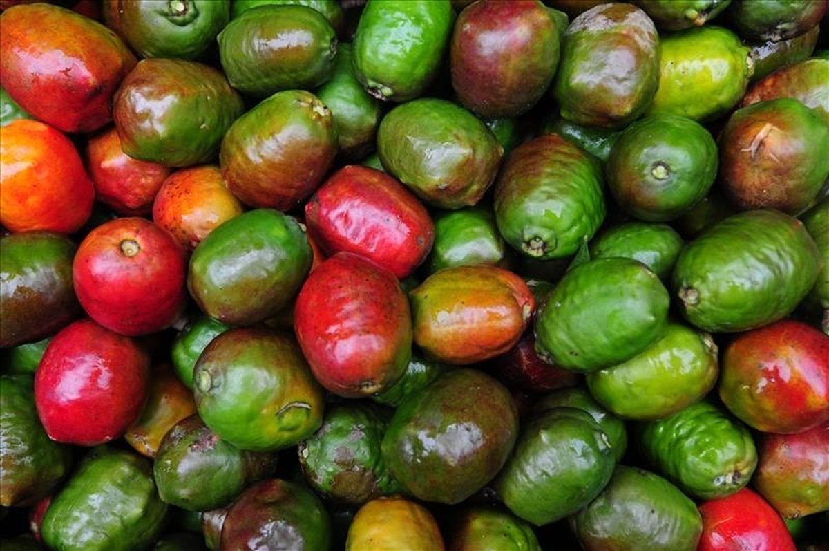 JOCOTE: propiedades, siembra, fruto, calorías y más