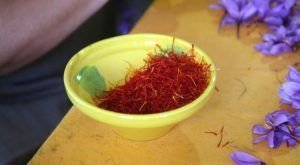 AZAFRÁN: ¿Qué es? Historia, características, propiedades y mucho más