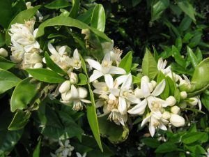 AZAHAR: Origen, significado, características y mucho más