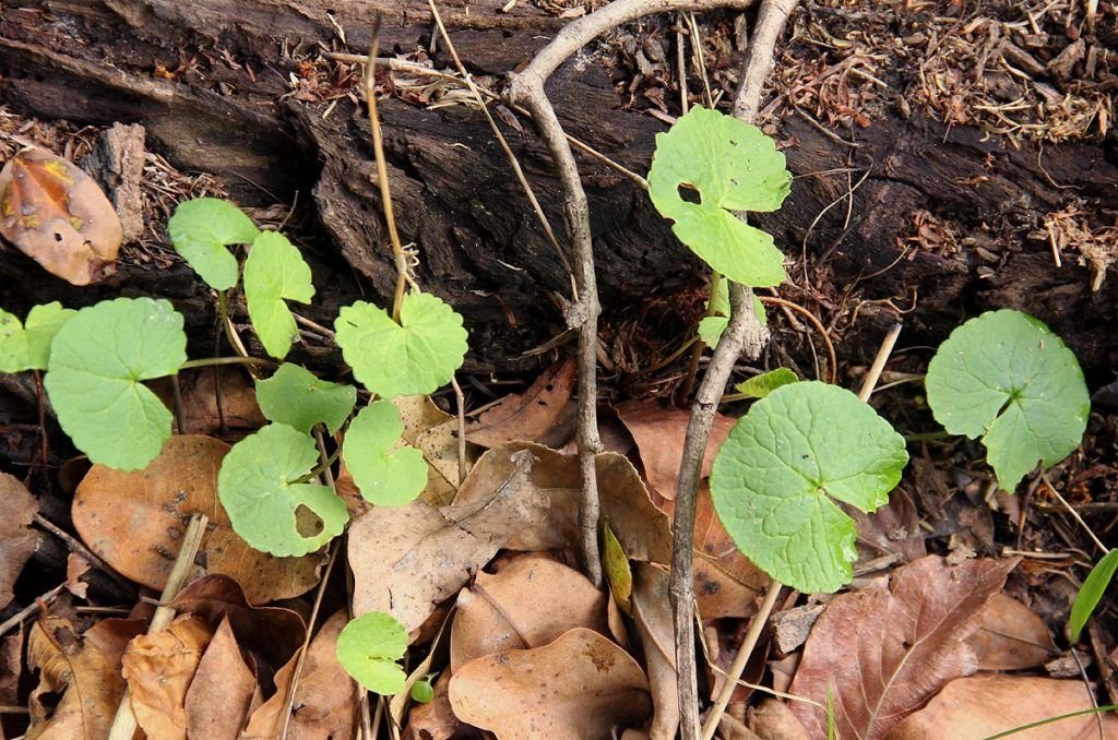 CENTELLA ASIÁTICA: ¿Qué es?, beneficios, contraindicaciones y más