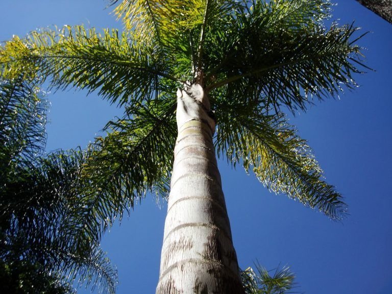 Descubre todo sobre el COCO PLUMOSO y sus características