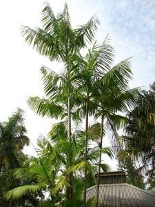 EL PALMITO: origen, características, propiedades, vitaminas y mucho más