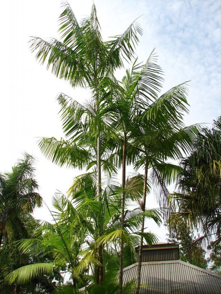 EL PALMITO: origen, características, propiedades, vitaminas y mucho más