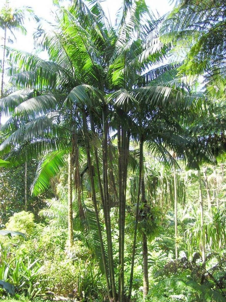 EL PALMITO: origen, características, propiedades, vitaminas y mucho más