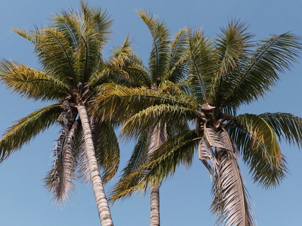 EL PALMITO: origen, características, propiedades, vitaminas y mucho más