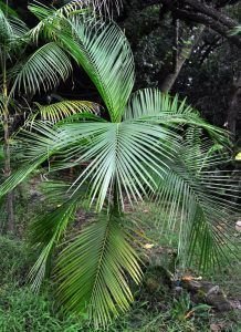 EL PALMITO: origen, características, propiedades, vitaminas y mucho más