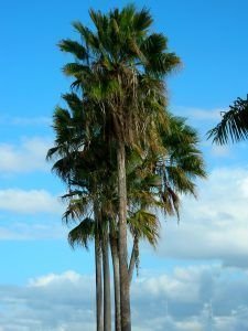 EL PALMITO: origen, características, propiedades, vitaminas y mucho más
