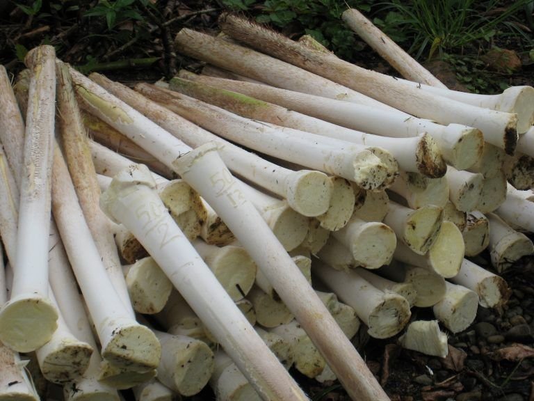 EL PALMITO: origen, características, propiedades, vitaminas y mucho más